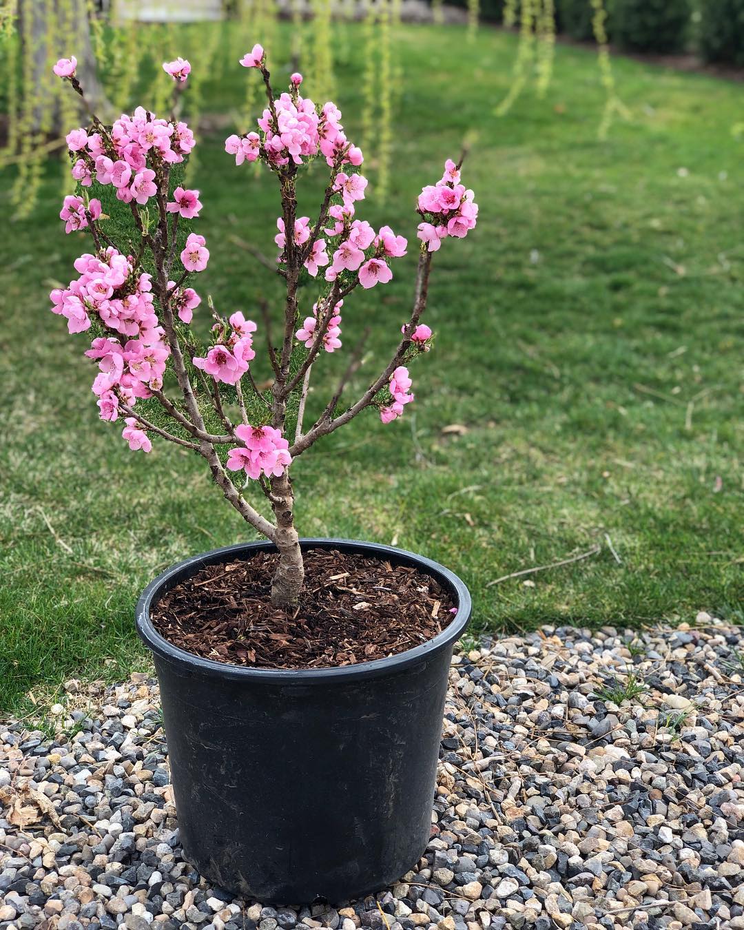 Fruit Trees :: newbeginningsnursery.net