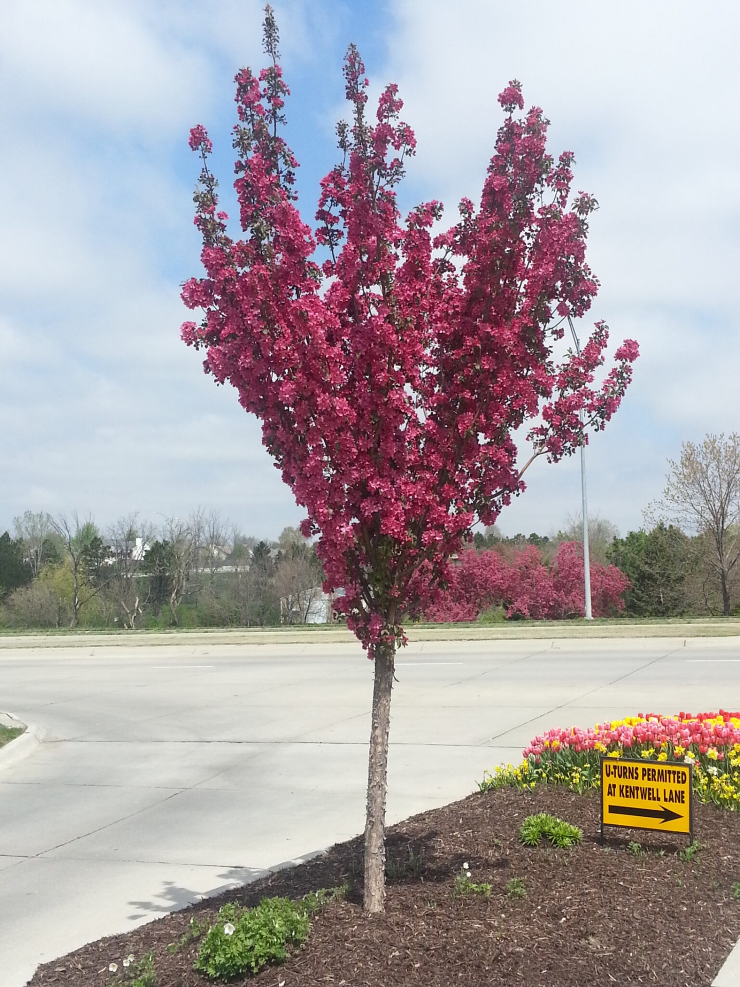 Flowering Trees :: newbeginningsnursery.net